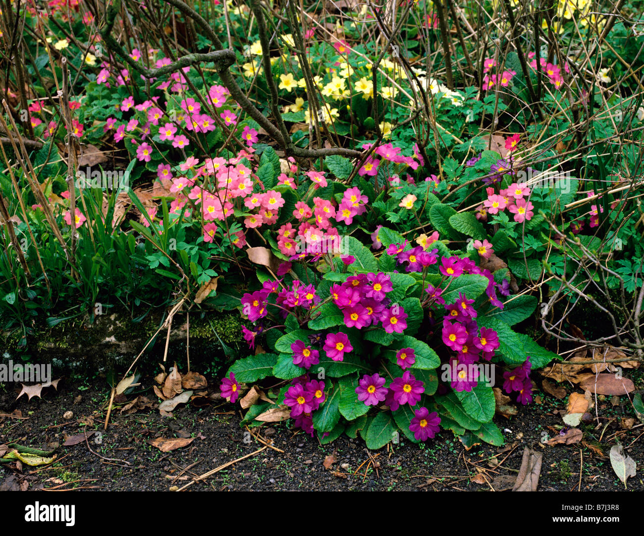 Pink Primula vulgaris flowering in early spring Stock Photo - Alamy