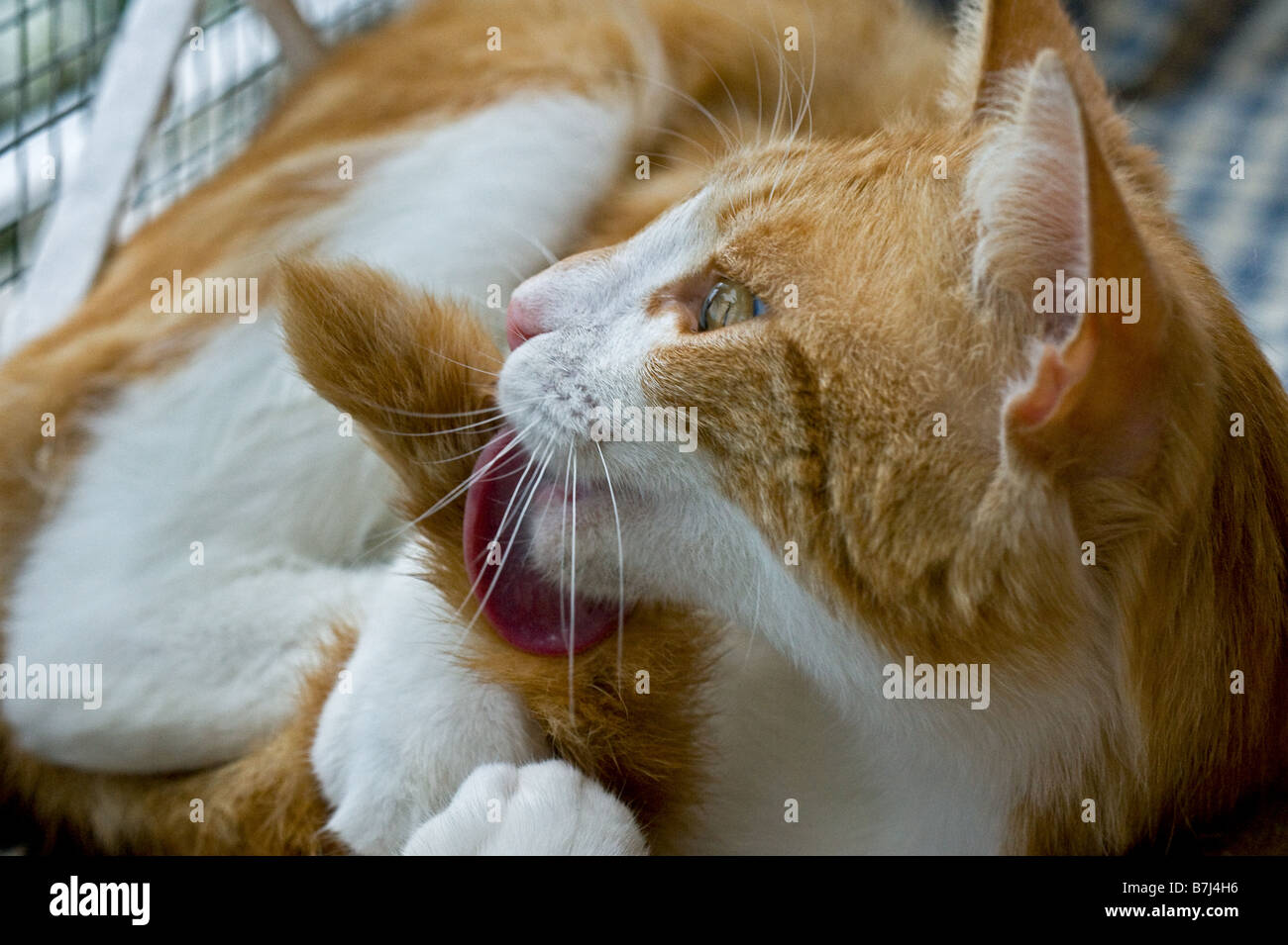 domestic cat - preening itself Stock Photo - Alamy