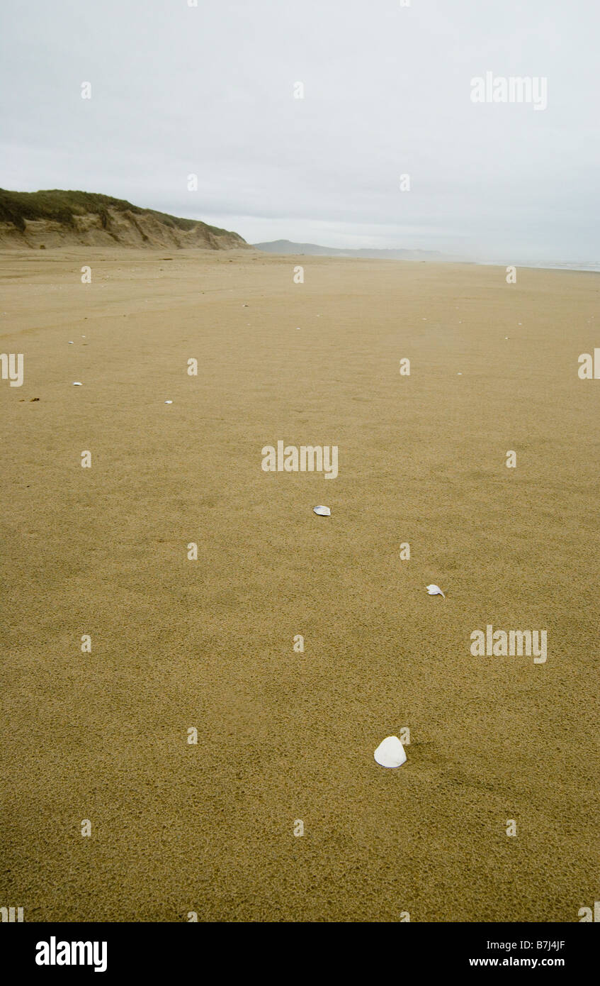 Sandy beach and white shells on a foggy day, Oregon Coast, Oregon, USA ...