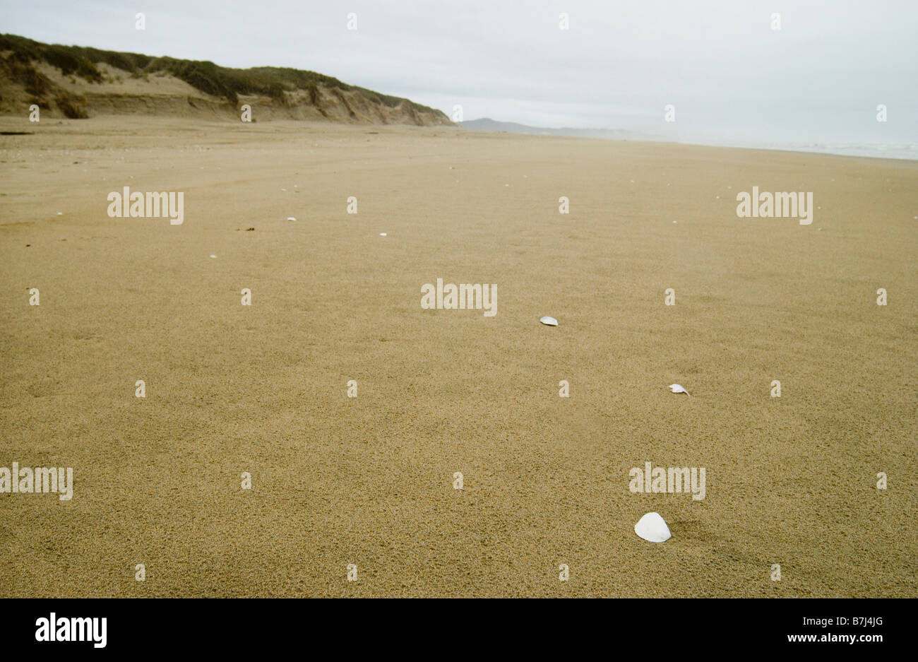 Sandy beach and white shells on a foggy day, Oregon Coast, Oregon, USA ...