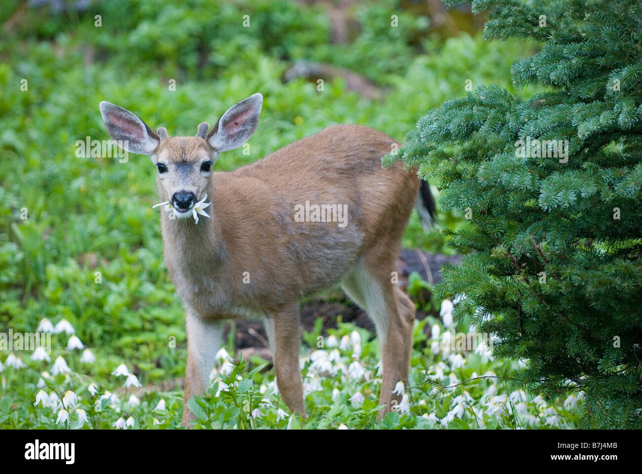 Mule Deer eating avalanche lilies. National Olympic Park, Washington ...