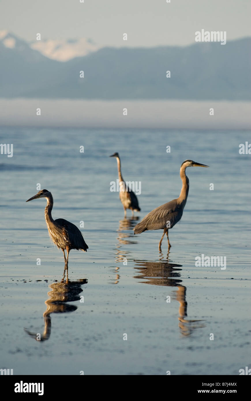 Great Blue Herons feeding. Esquimalt Lagoon, Victoria, B.C Stock Photo ...