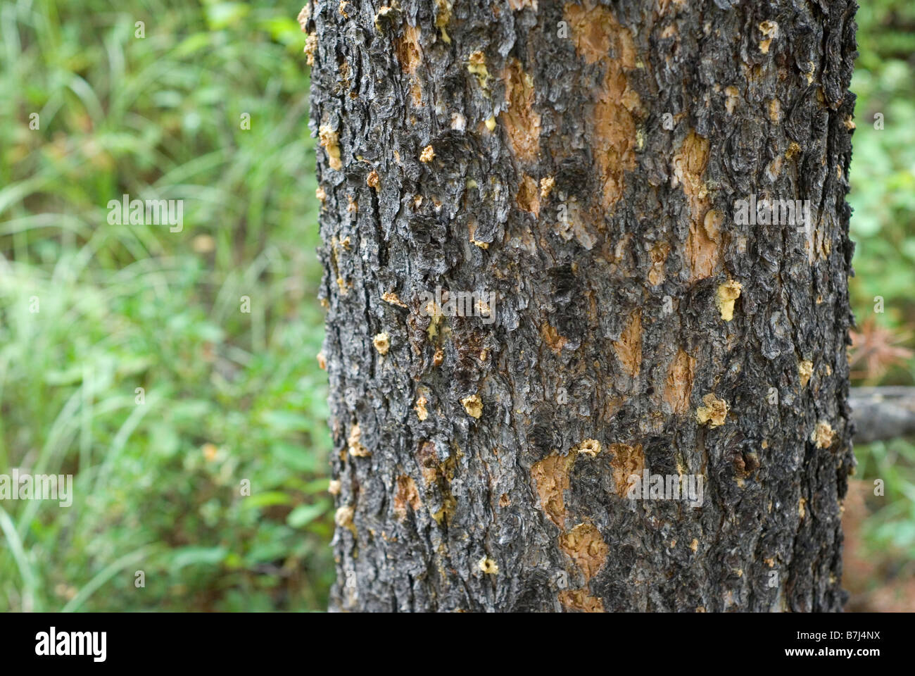 Lodgepole Pine Bark