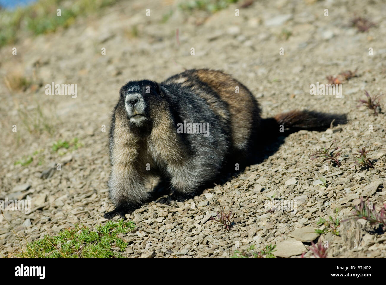 A hoary Marmot in the alpine. Skyline Trail, Jasper National Park ...