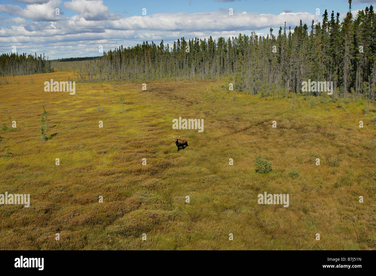 Helicopter view of a moose, Quebec Stock Photo - Alamy