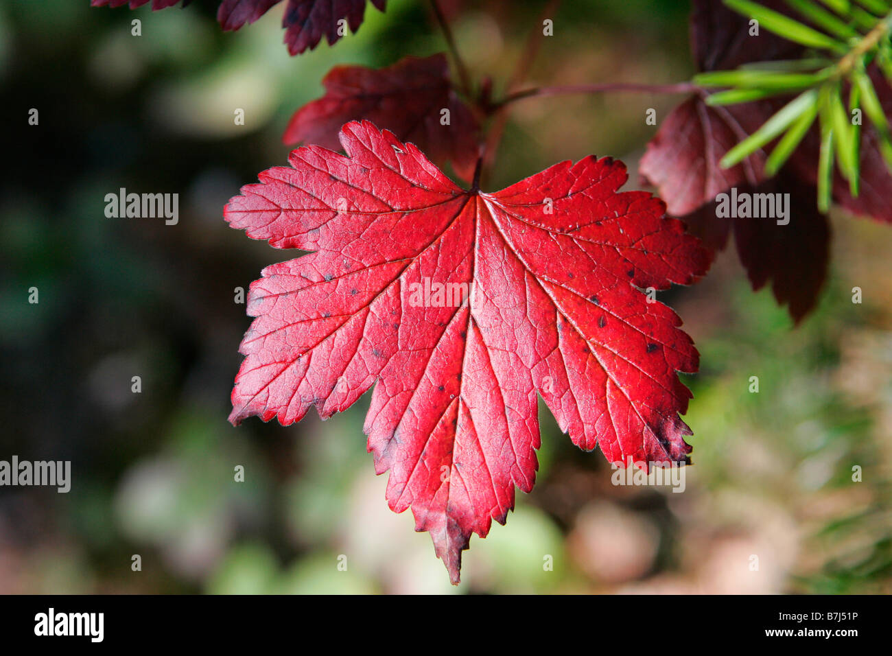 Maple leaf, Quebec Stock Photo - Alamy