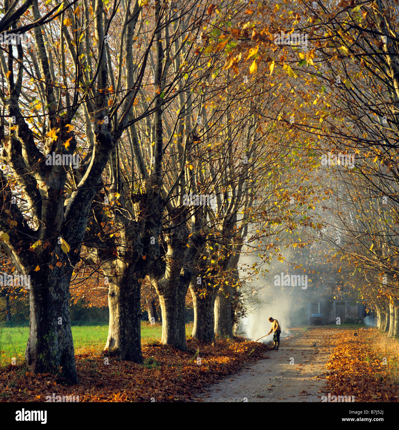 Pollarded plane tree hi-res stock photography and images - Alamy