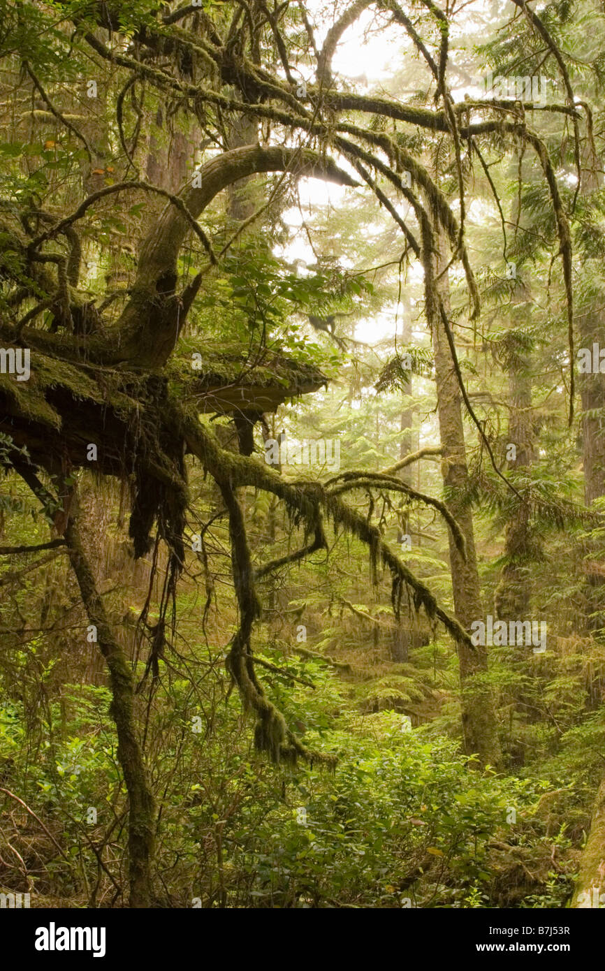 Old growth rainforest in Pacific Rim National Park, Vancouver Island ...