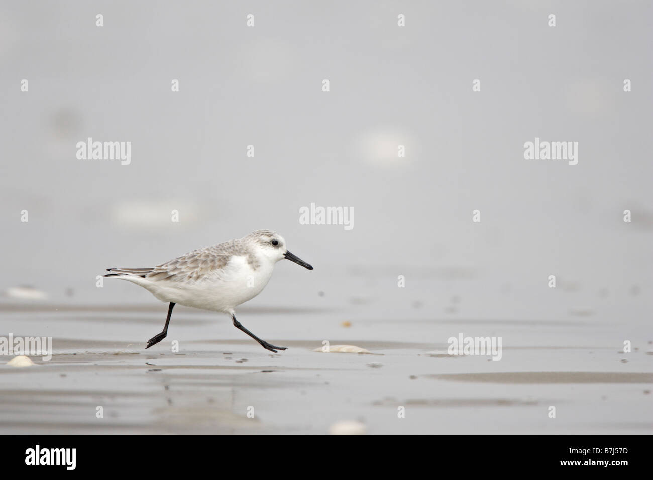 Sanderling running on beach in North carolina Stock Photo - Alamy
