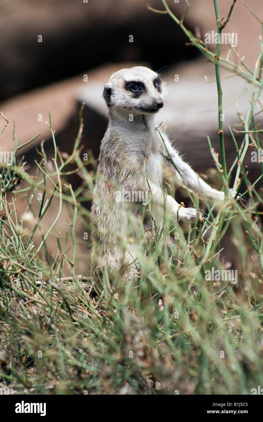 Meer Cat Cute High Resolution Stock Photography and Images - Alamy