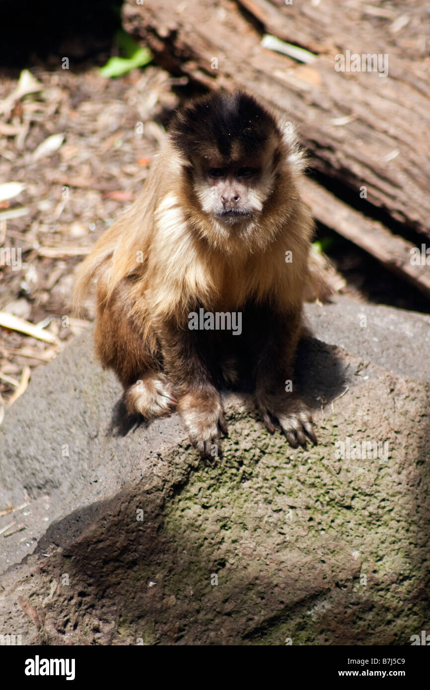 Monkey chimp hi-res stock photography and images - Alamy