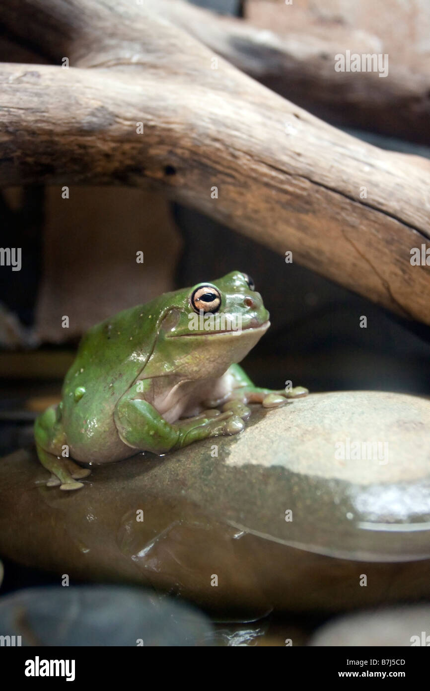Green tree frog Stock Photo - Alamy