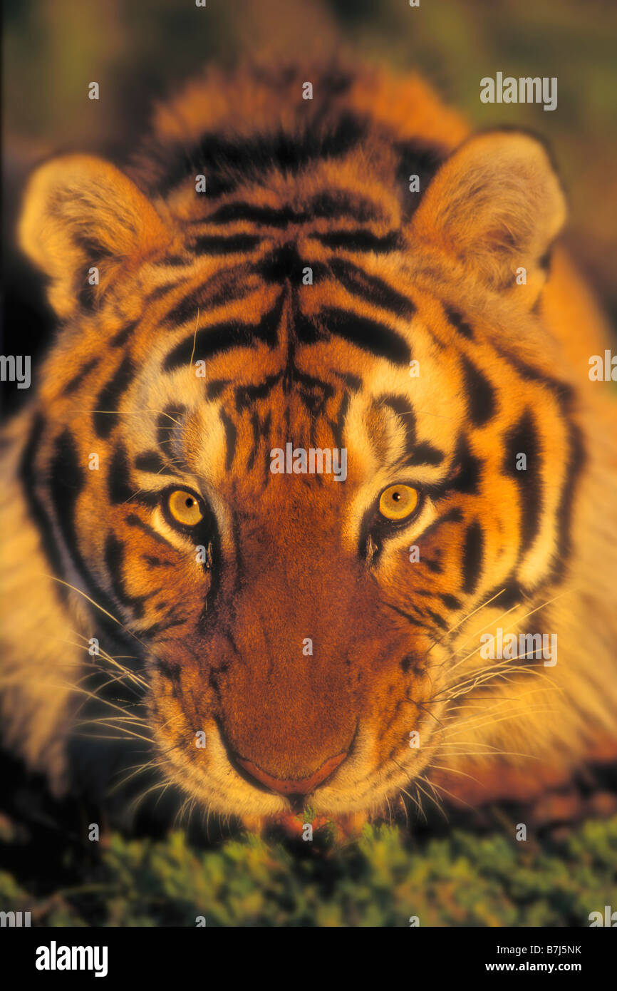 Siberian Tiger. Captive. Kalispell, Montana, USA Stock Photo - Alamy