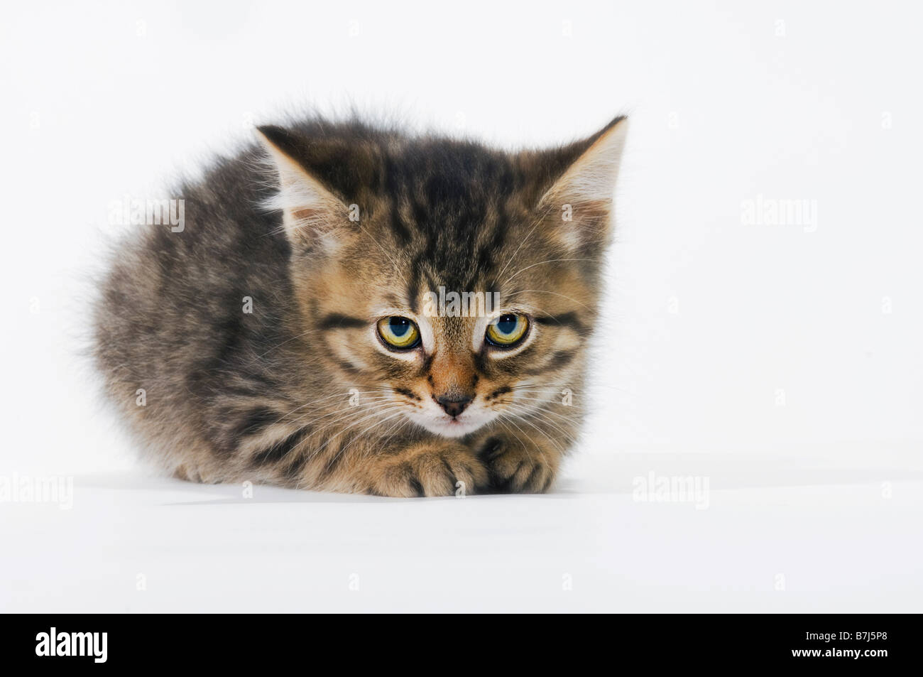 Kitten images hi-res stock photography and images - Alamy