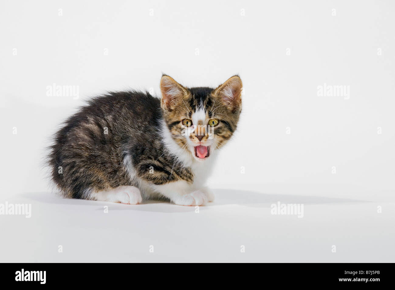 Kitten images hi-res stock photography and images - Alamy