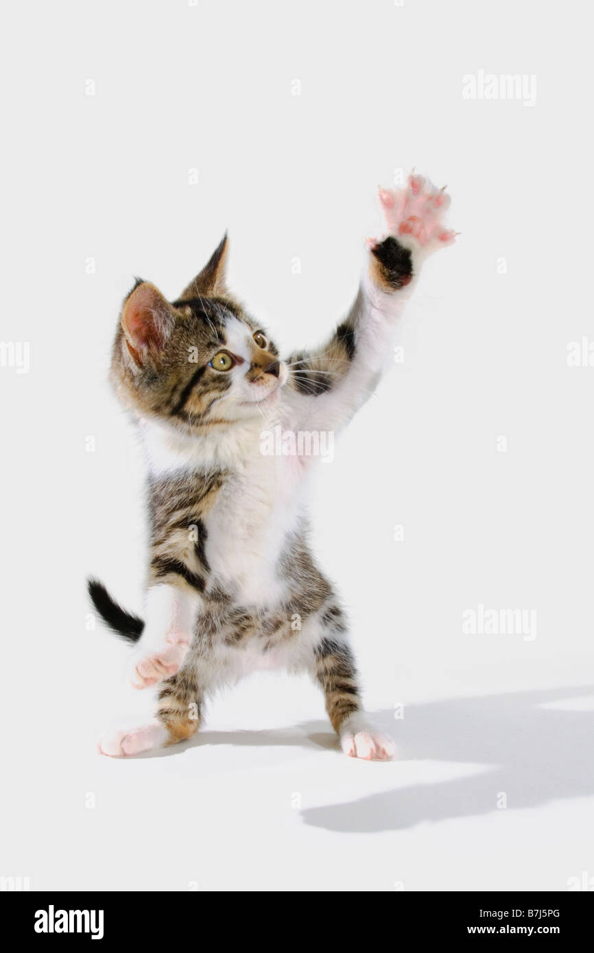 Kitten images hi-res stock photography and images - Alamy