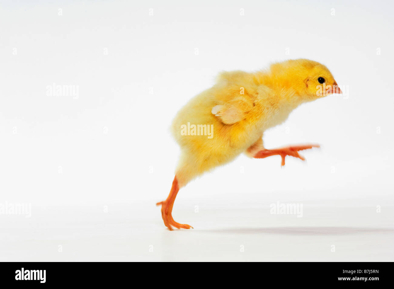 Chicken animal jump indoors hi-res stock photography and images - Alamy