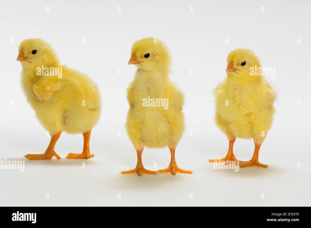 Yellow Chicks. Baby Chickens Stock Photo - Alamy