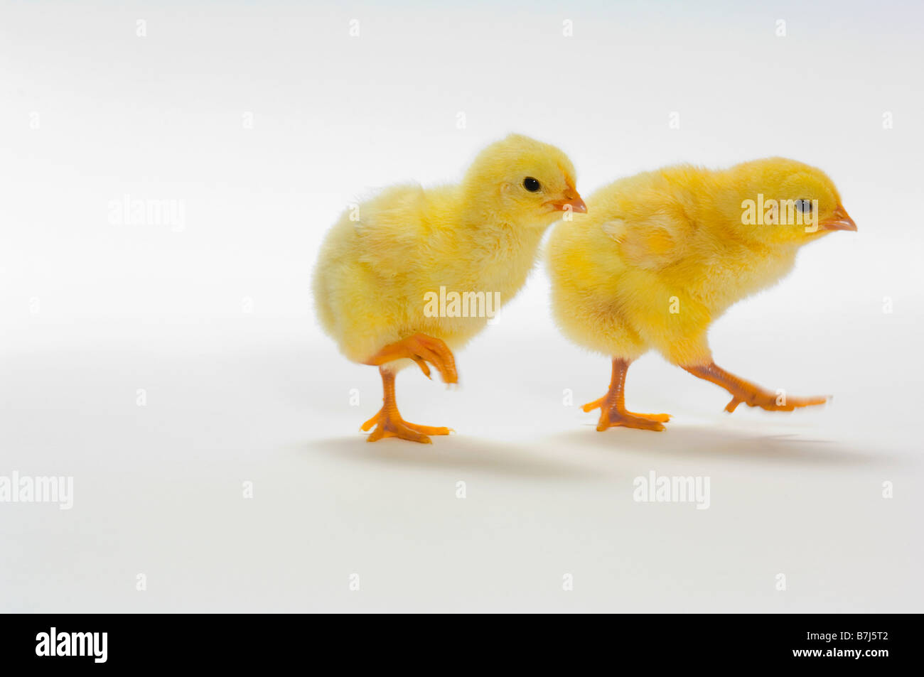 Yellow Chicks. Baby Chickens Stock Photo - Alamy