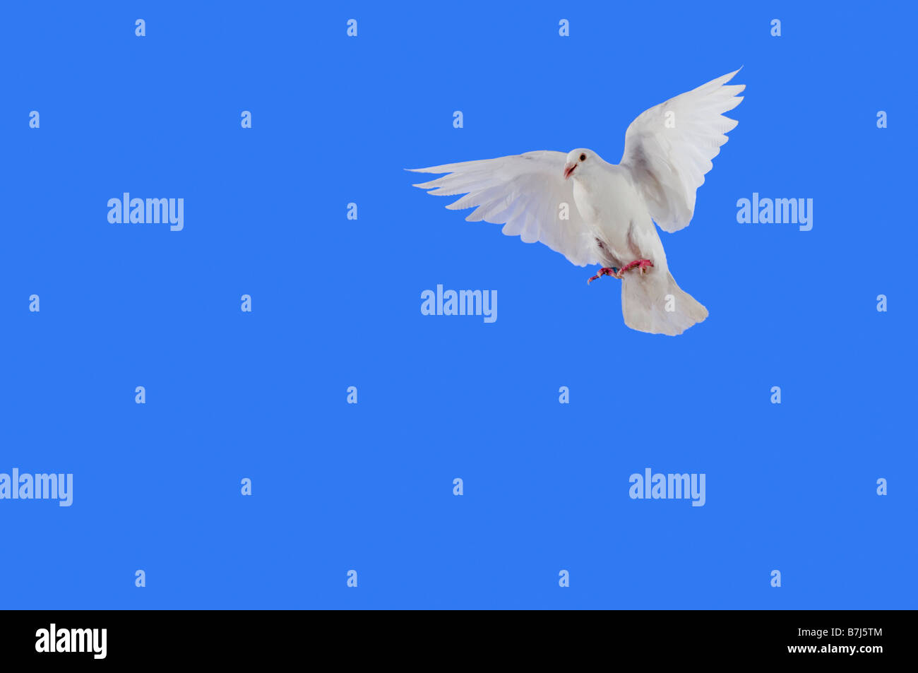 White dove flying hi-res stock photography and images - Alamy