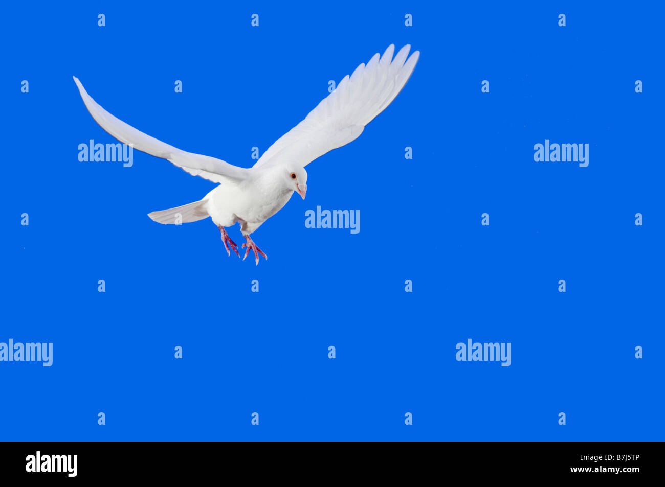 Flying dove series hi-res stock photography and images - Alamy