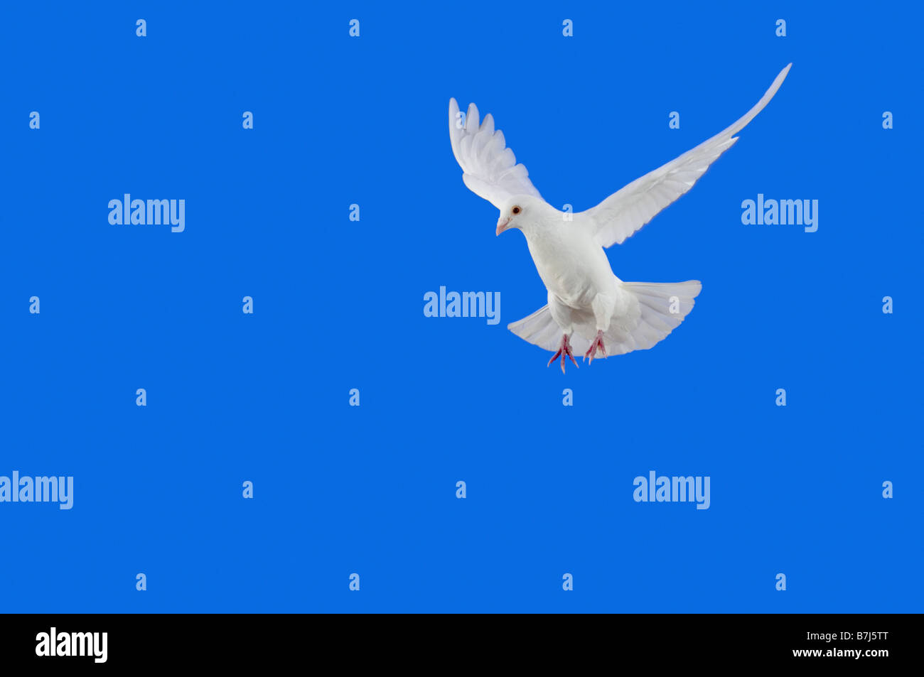 White Dove in flight Stock Photo - Alamy