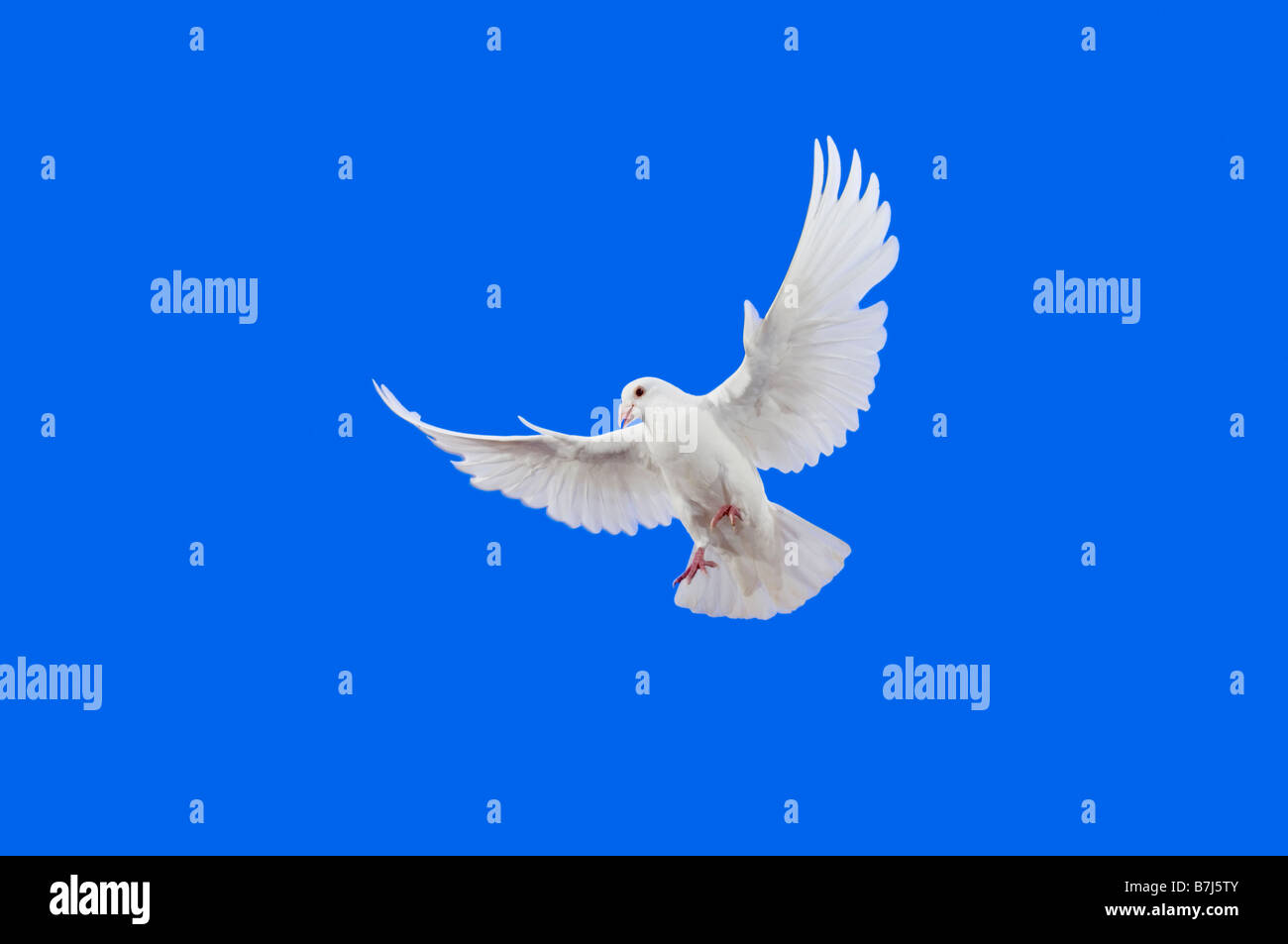 Peace dove hi-res stock photography and images - Alamy