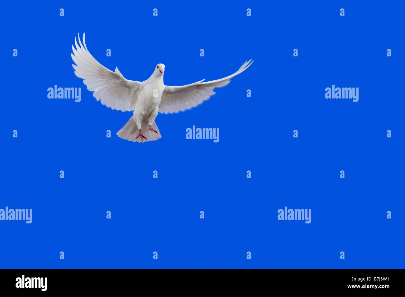 White Dove in flight Stock Photo - Alamy