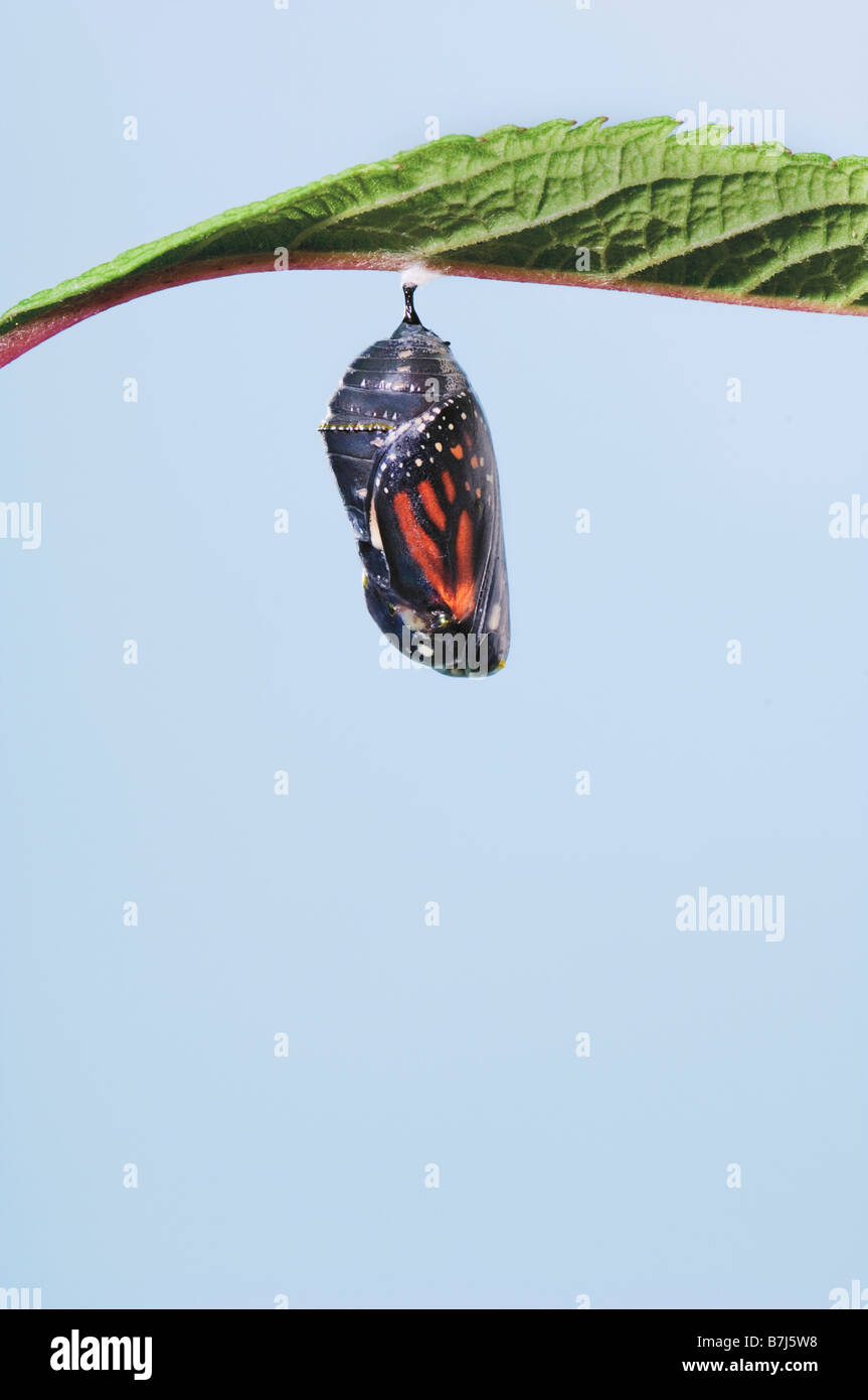 Monarch Butterfly life cycle. Chrysalis Stock Photo - Alamy