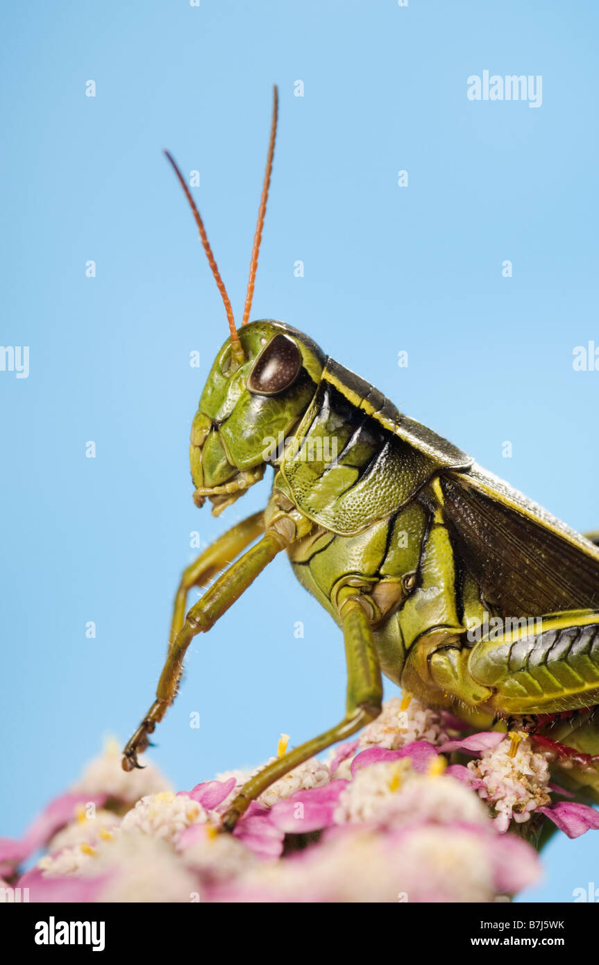 Grasshopper images hi-res stock photography and images - Alamy