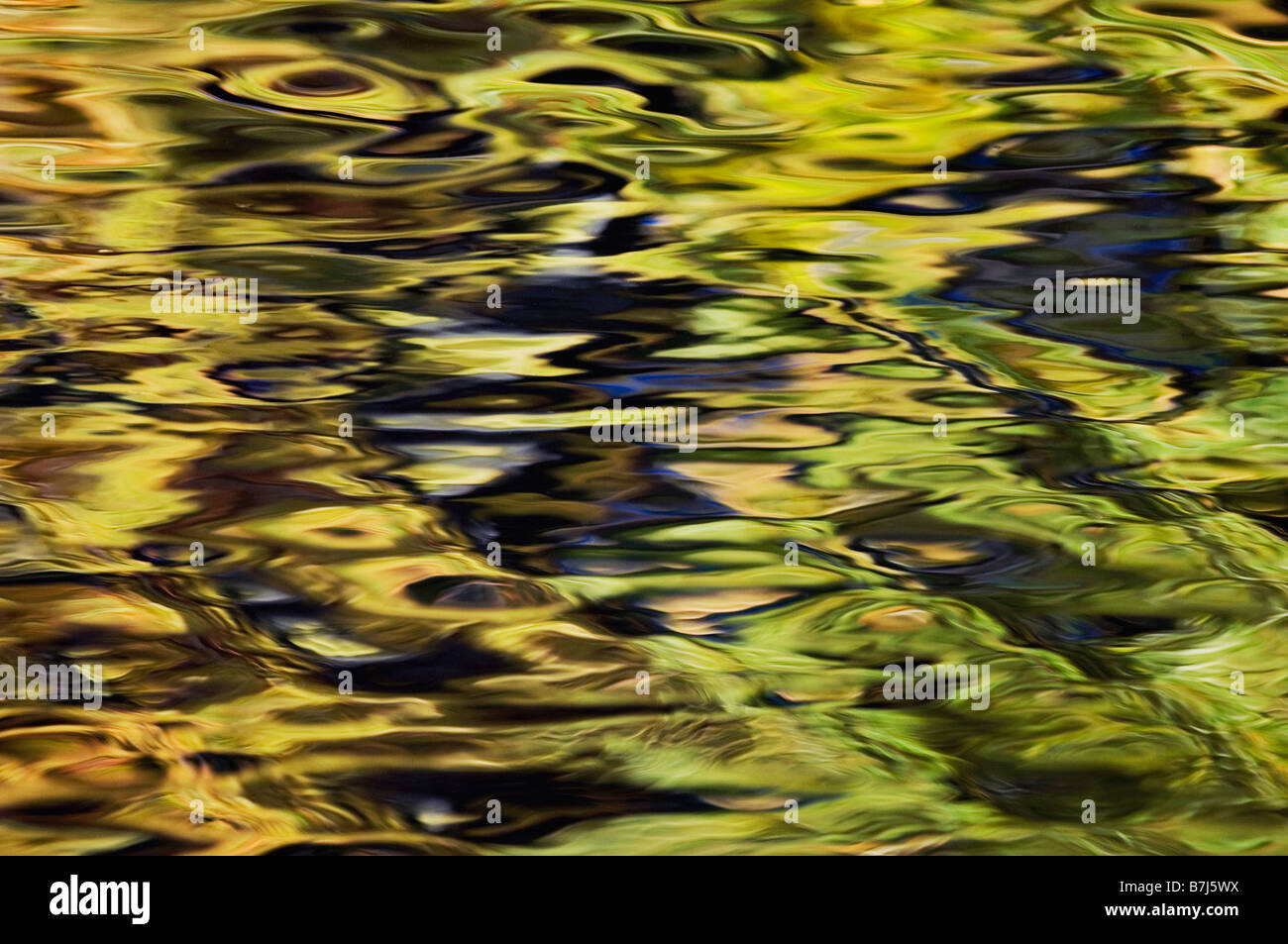 Oak trees photography hi-res stock photography and images - Alamy