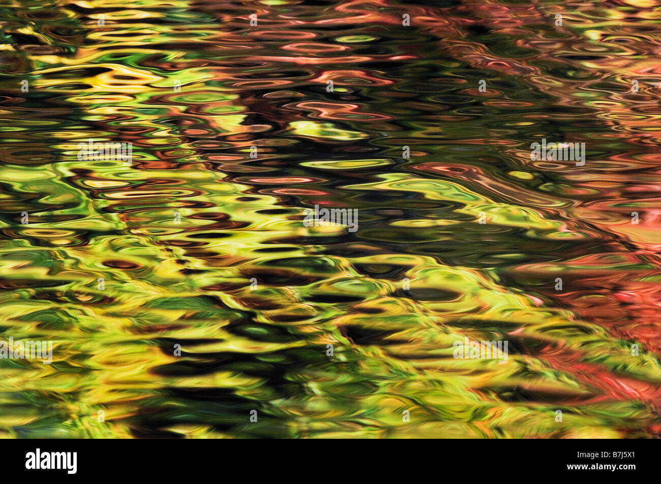 Oak and Maple trees reflections in water. Autumn Stock Photo - Alamy