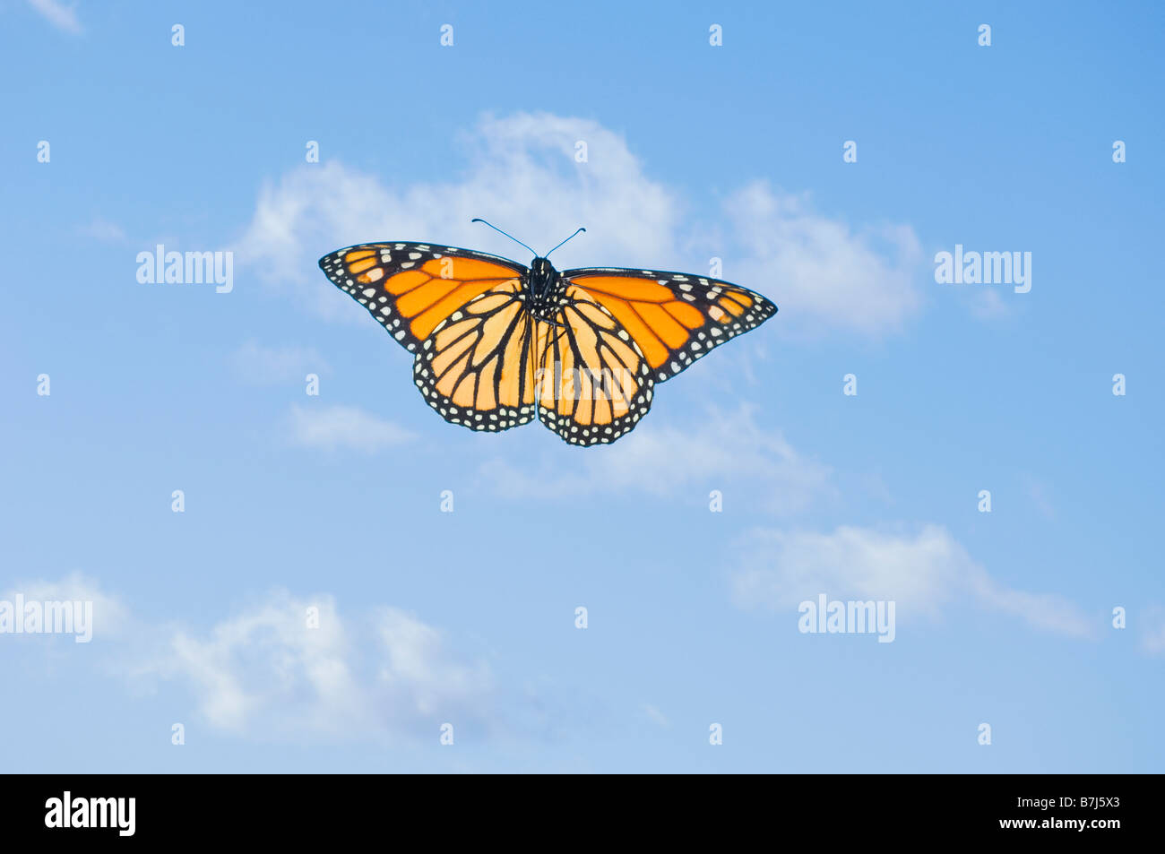 Monarch Butterfly in flight Stock Photo - Alamy