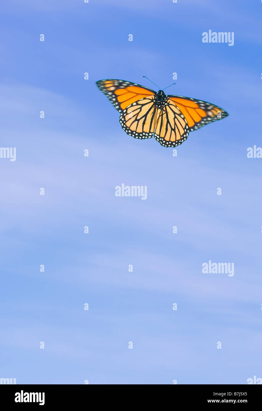 Monarch Butterfly in flight Stock Photo - Alamy