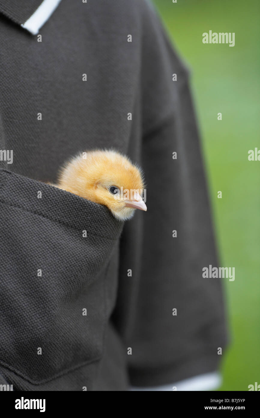 Little boy with a baby chick in his pocket, Waterford, Ontario Stock ...