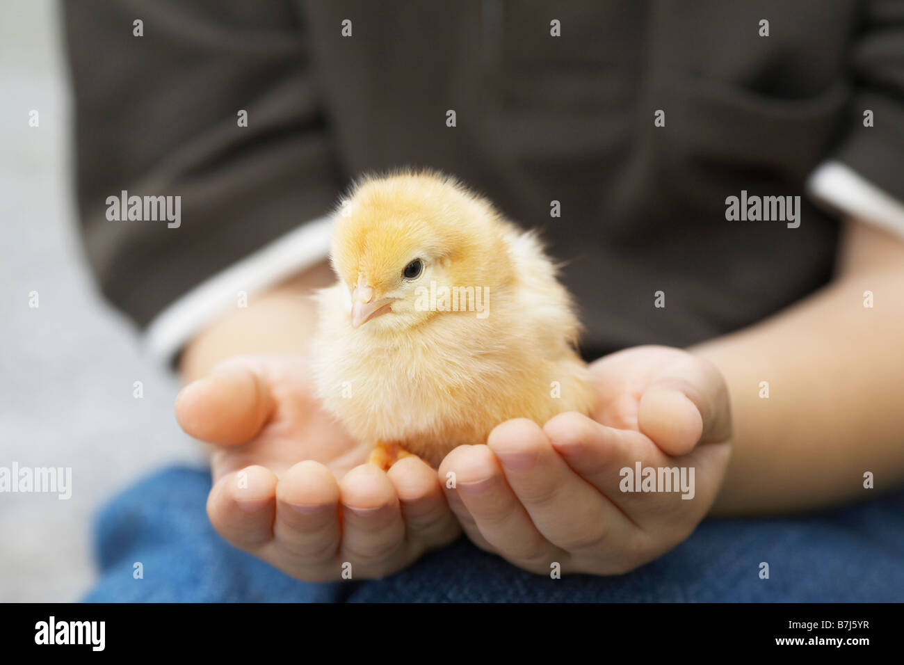 One year old chicks hi-res stock photography and images - Alamy