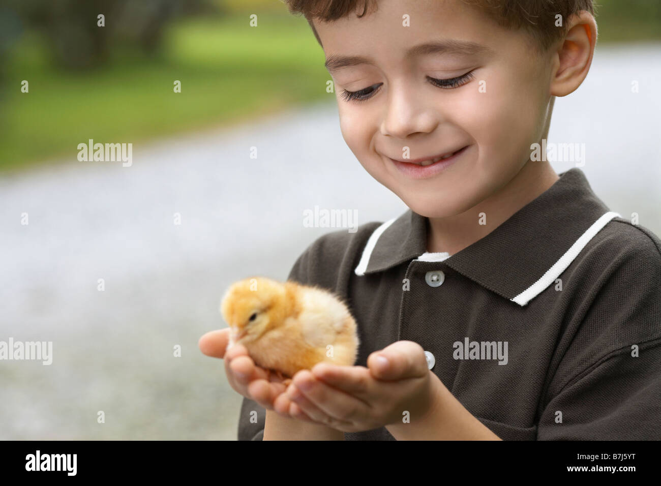 1 day old chicks hi-res stock photography and images - Alamy
