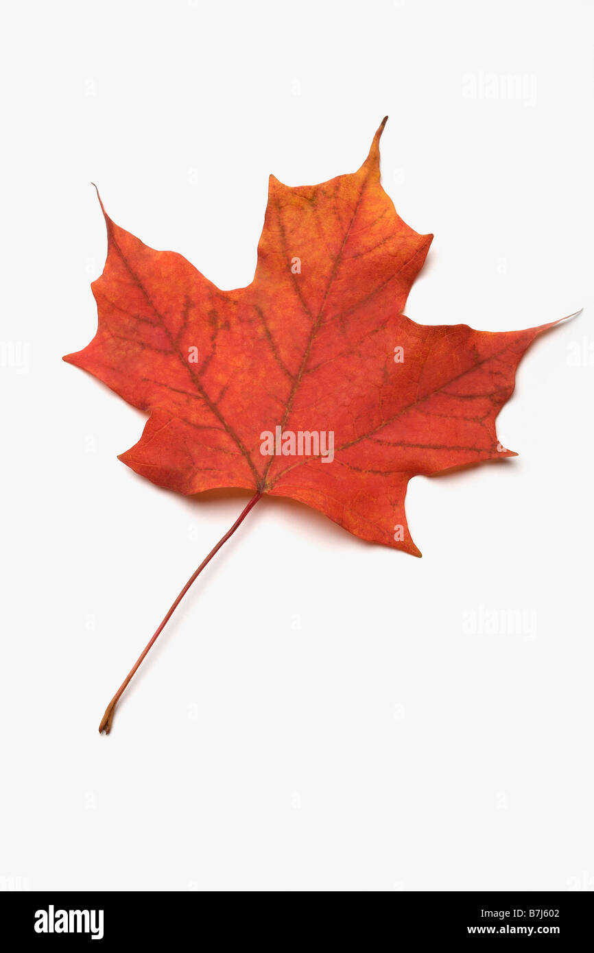 Red Maple Leaf on white background Stock Photo - Alamy