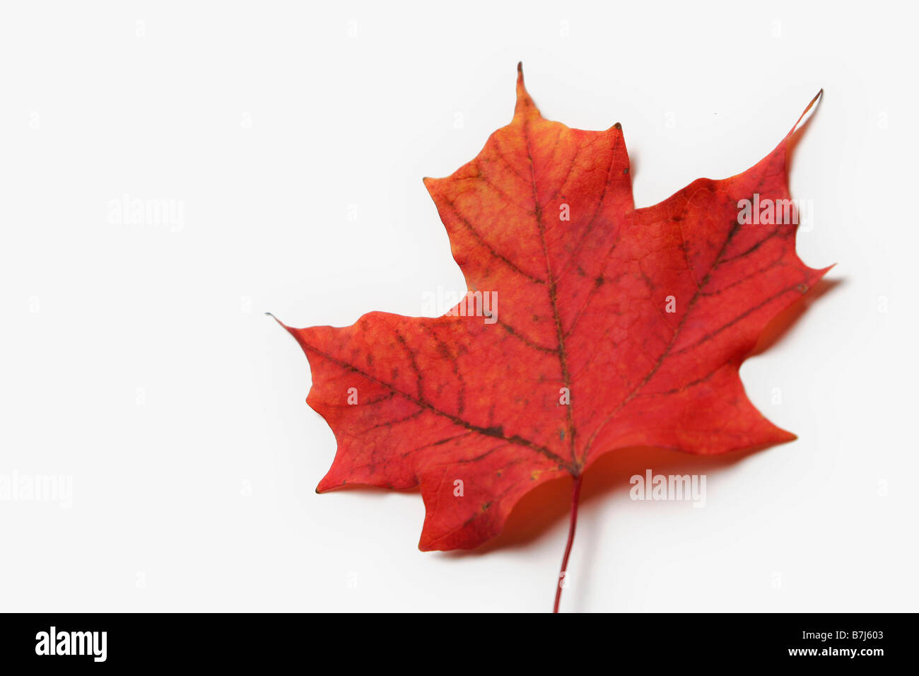 Red Maple Leaf on white background Stock Photo - Alamy