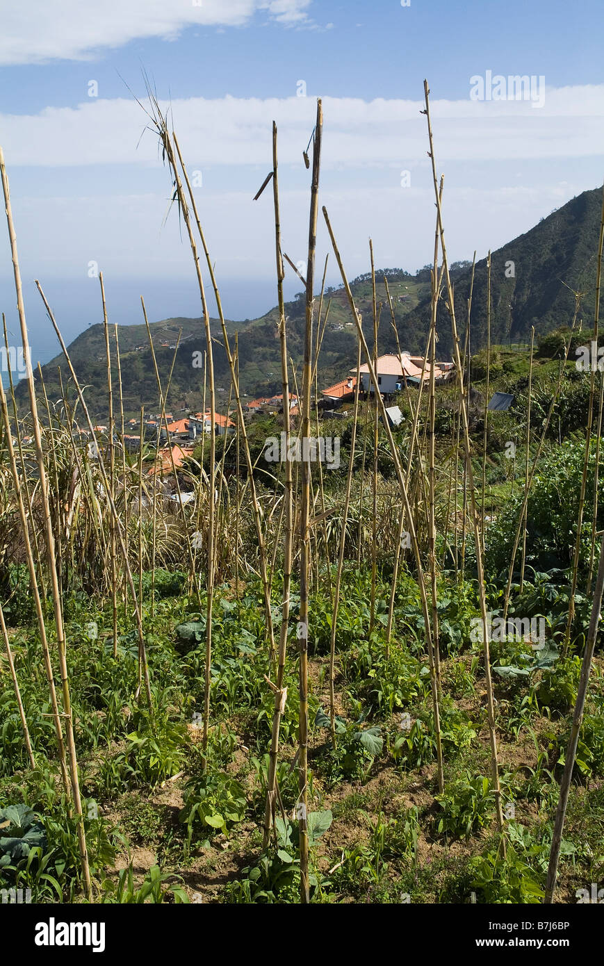 dh NORTH COAST MADEIRA Mixed vegetable field plot green beans cabbage ...
