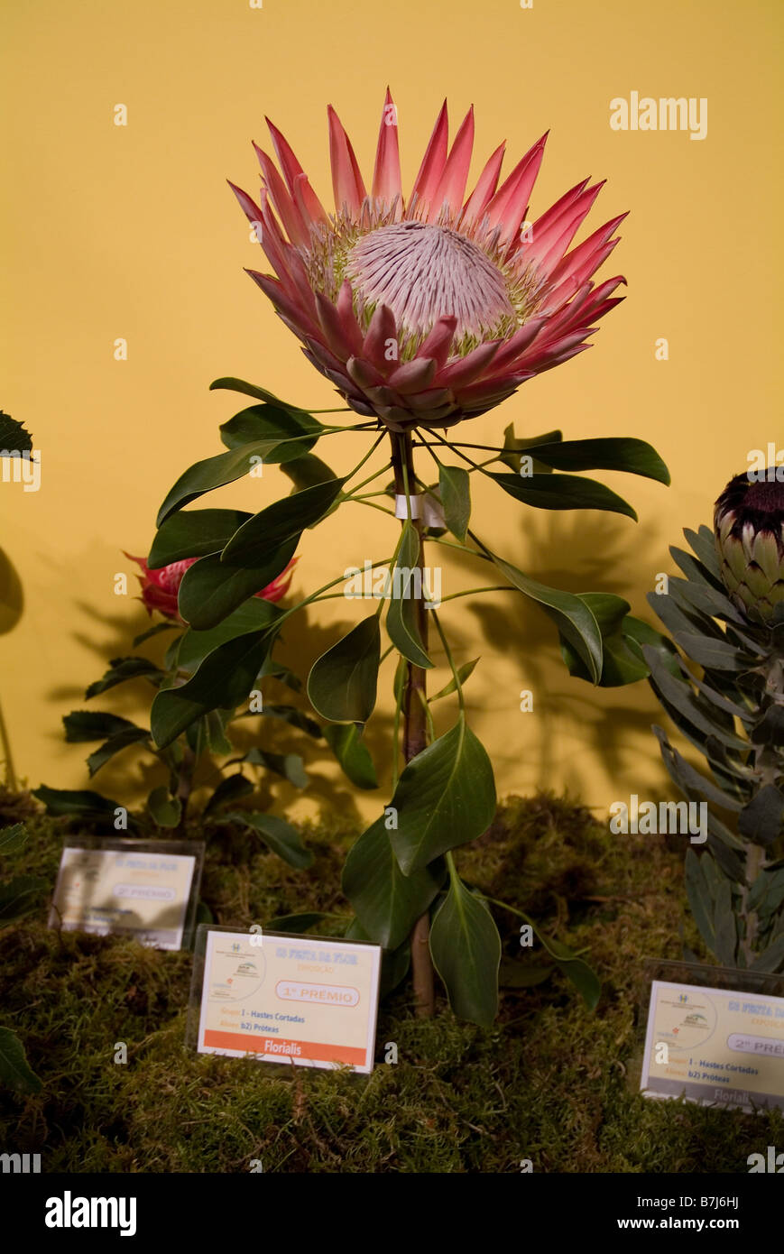 dh Flower Festival FUNCHAL MADEIRA Award winning flowers display in ...