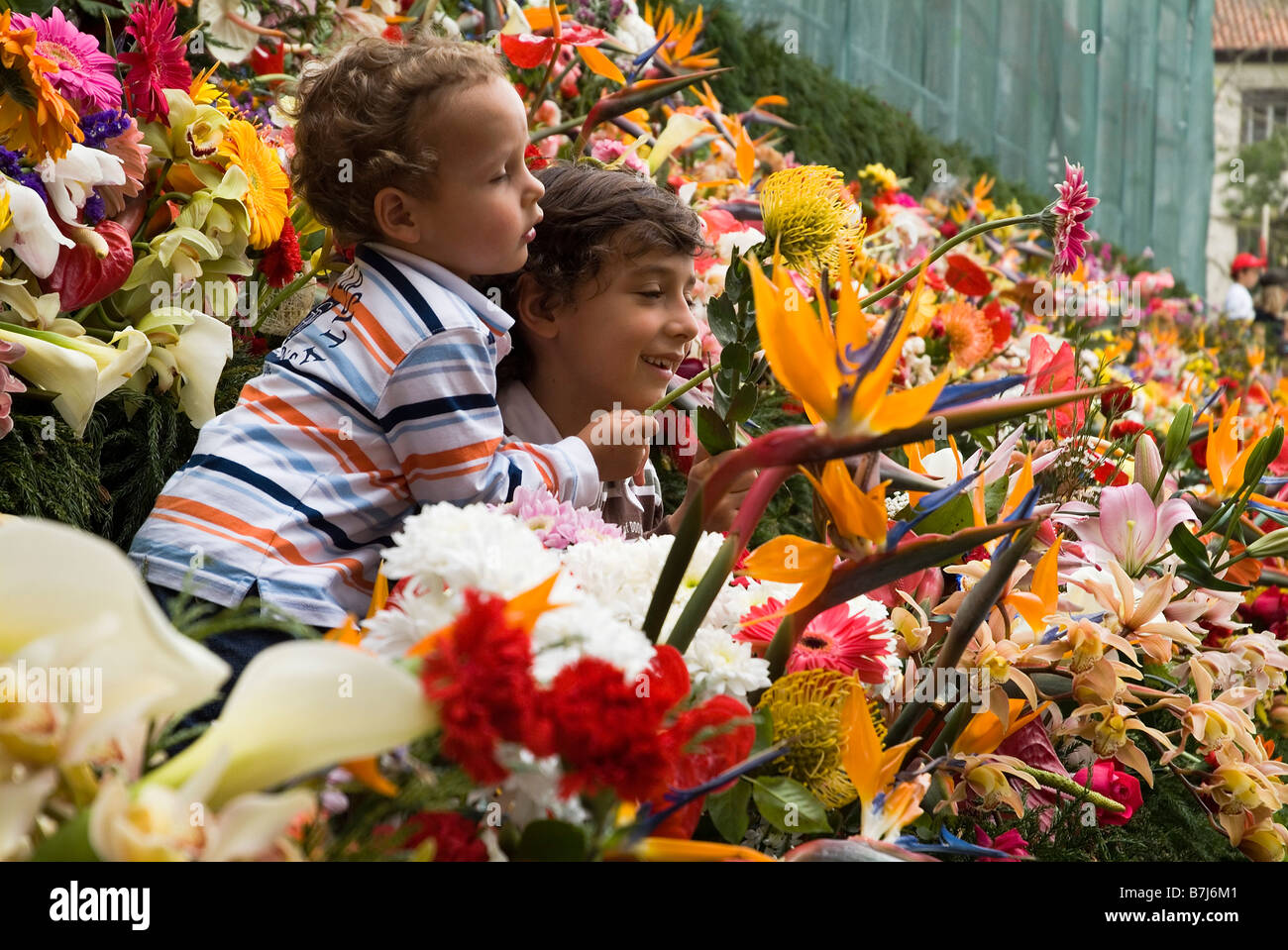 Dh flower festival funchal madeira hi-res stock photography and images ...