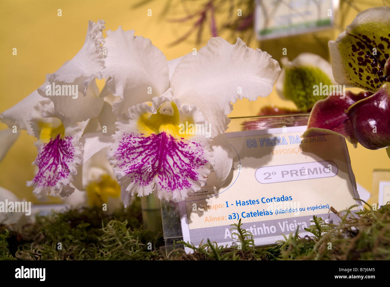 dh Flower Festival FUNCHAL MADEIRA Award winning flowers display in ...