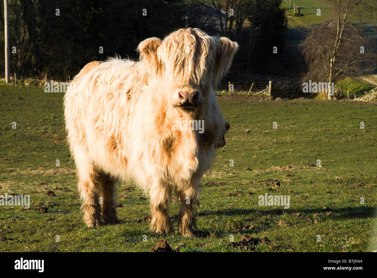 dh Highland cow COW ANIMAL Shaggy haired Highland cow hornless in field ...