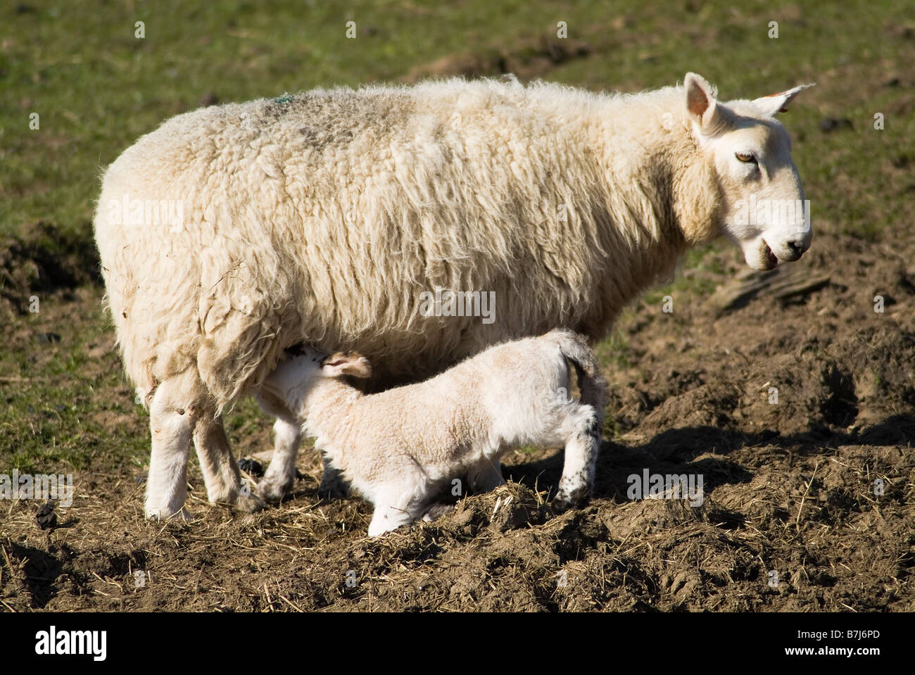 Springlamb hi-res stock photography and images - Alamy
