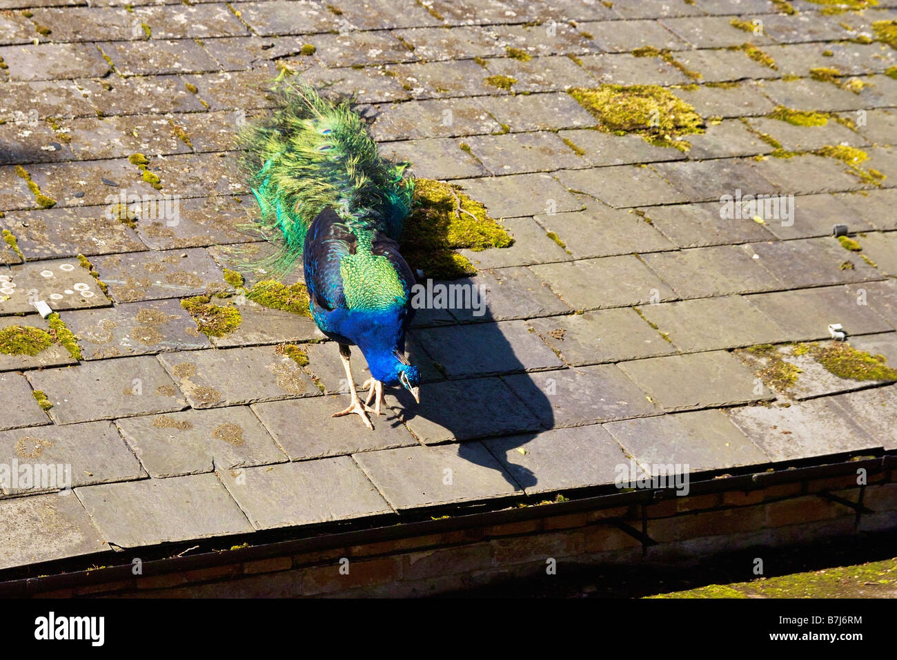 peacock witley court worcestershire Stock Photo - Alamy