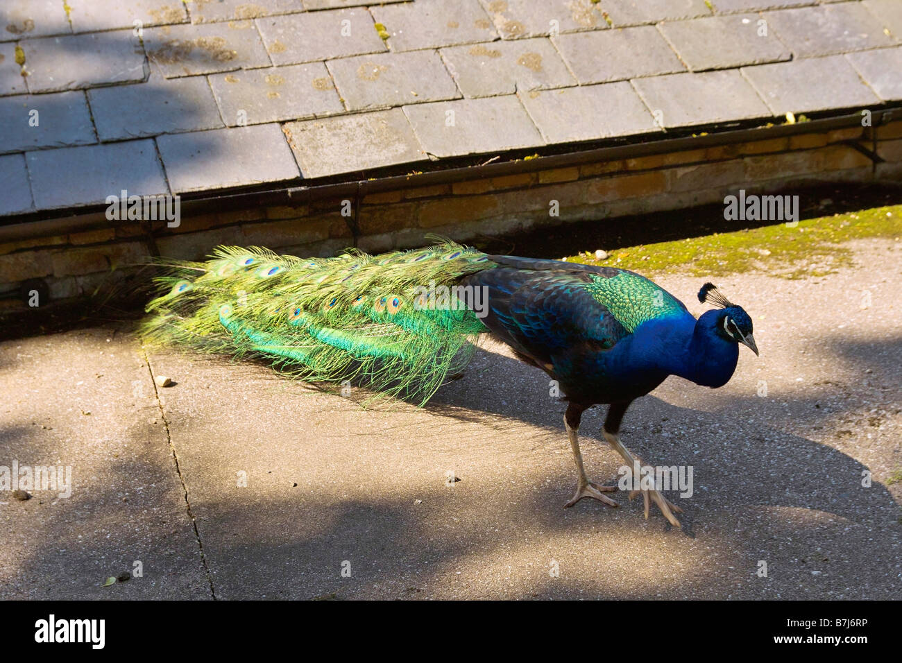 Peacock court hi-res stock photography and images - Alamy