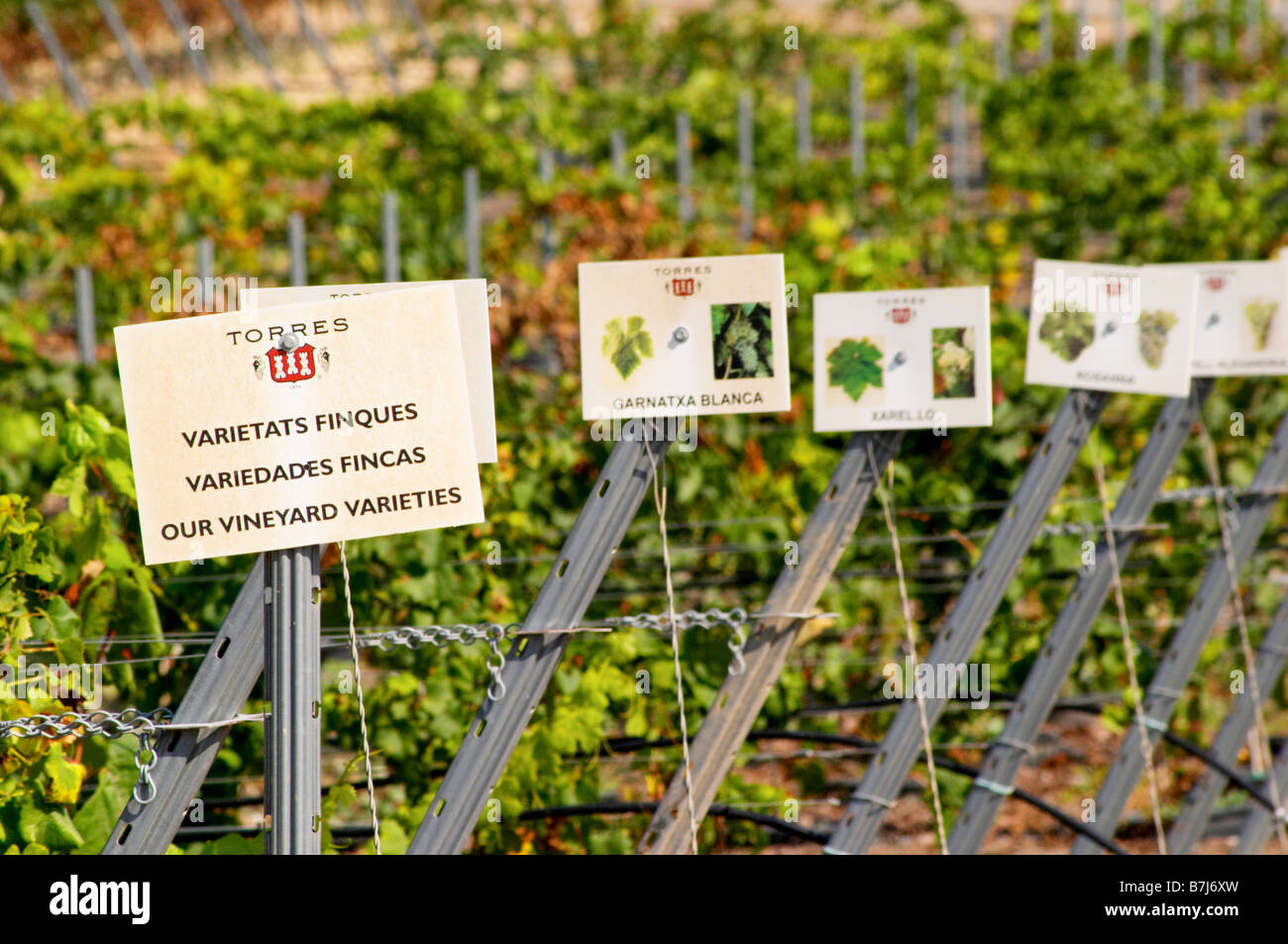 Vines with signs: Garnacha, Xarello and other. Torres Penedes Catalonia ...