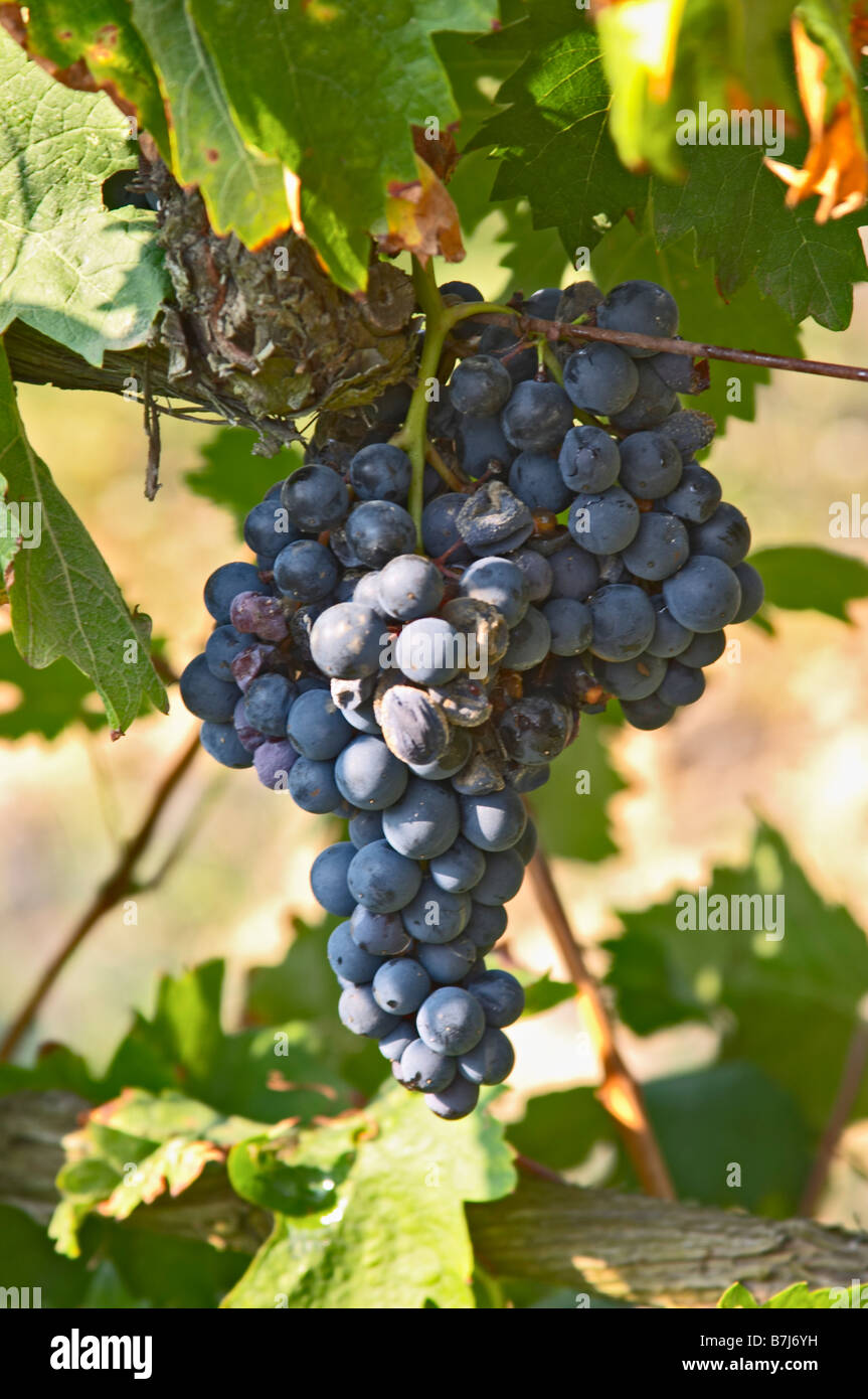 Spanish grape varieties hi-res stock photography and images - Alamy
