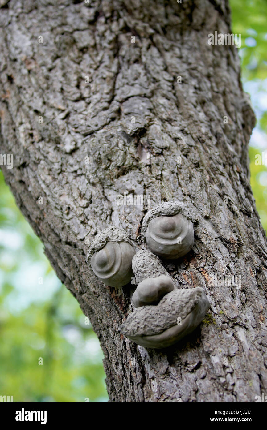 Tree trunk with eyes, nose, and mouth, Burlington, Ontario Stock Photo ...